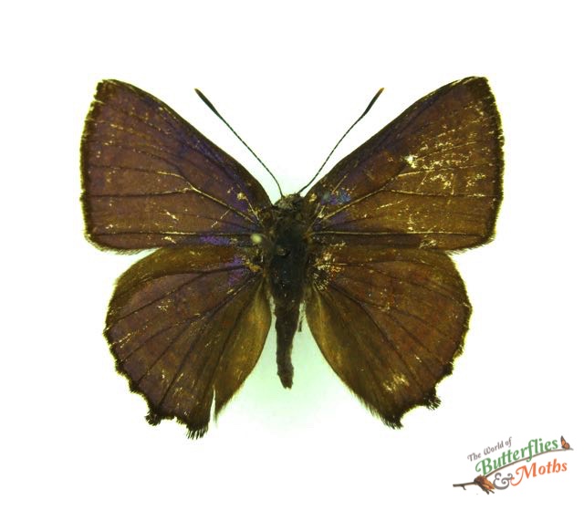 Hypochrysops pythias INDONESIA - World of Butterflies and Moths