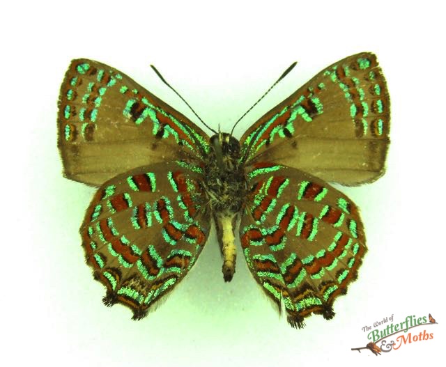 Hypochrysops pythias INDONESIA - World of Butterflies and Moths