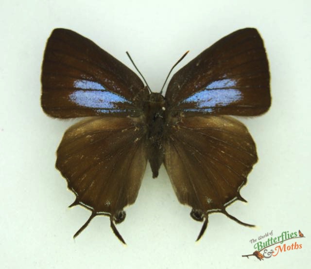 Iraota rochana INDONESIA - World of Butterflies and Moths
