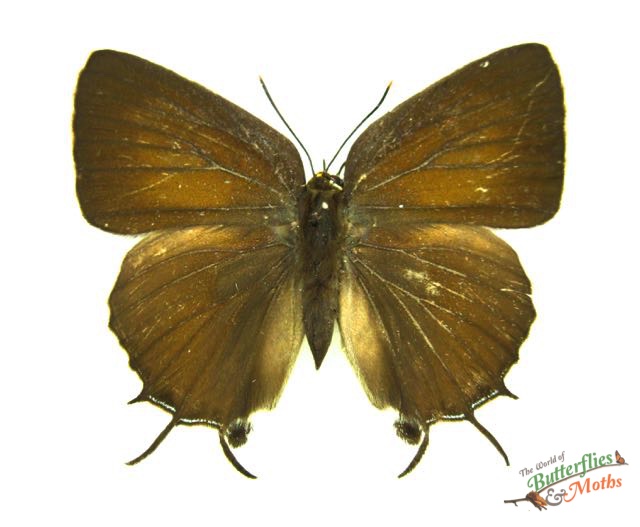 Iraota rochana INDONESIA - World of Butterflies and Moths