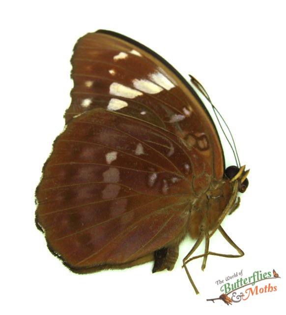 Lexias aeetes satellita The Archduke SULAWESI - World of Butterflies ...