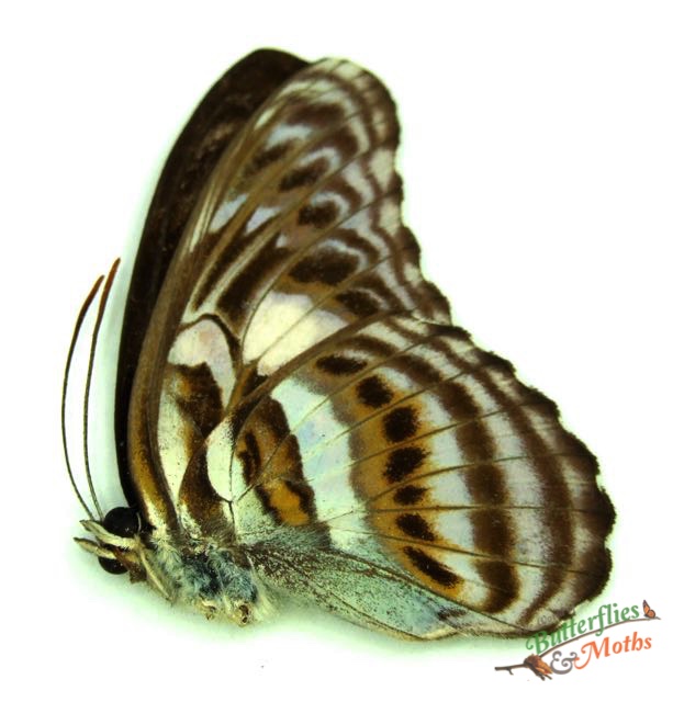 Athyma (Tarattia) libnites SULAWESI - World of Butterflies and Moths