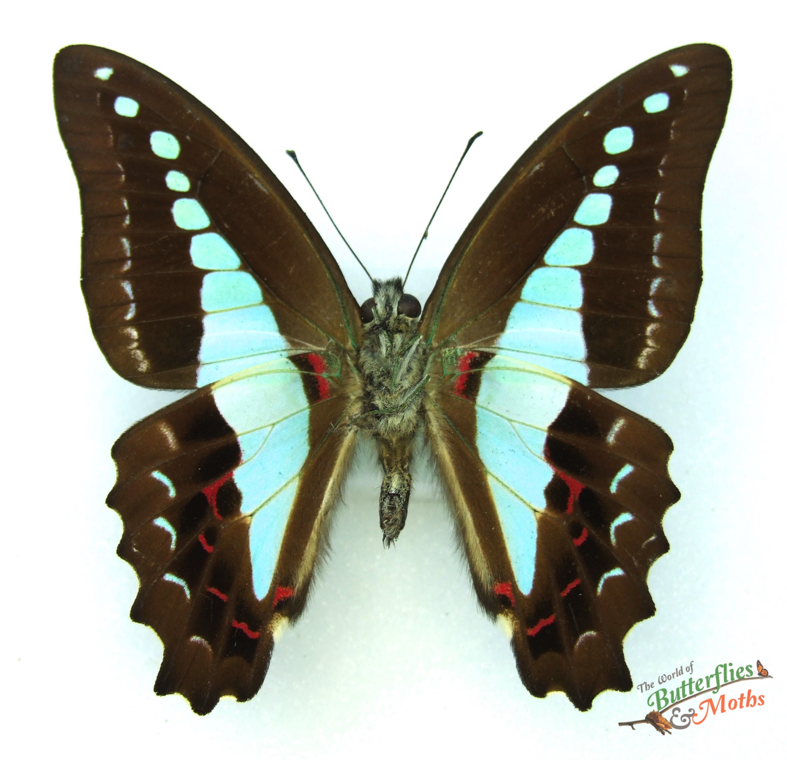 Graphium monticolus Blue Triangle Butterfly SULAWESI - World of ...