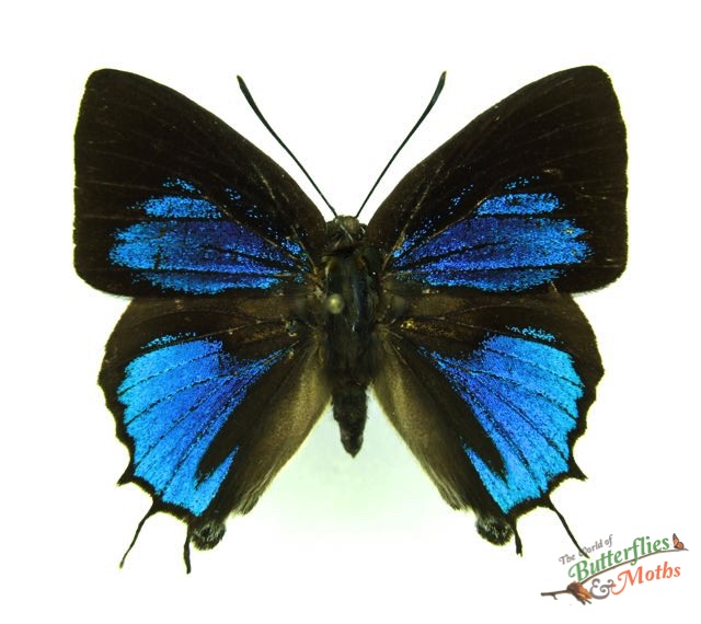 Iraota rochana INDONESIA - World of Butterflies and Moths