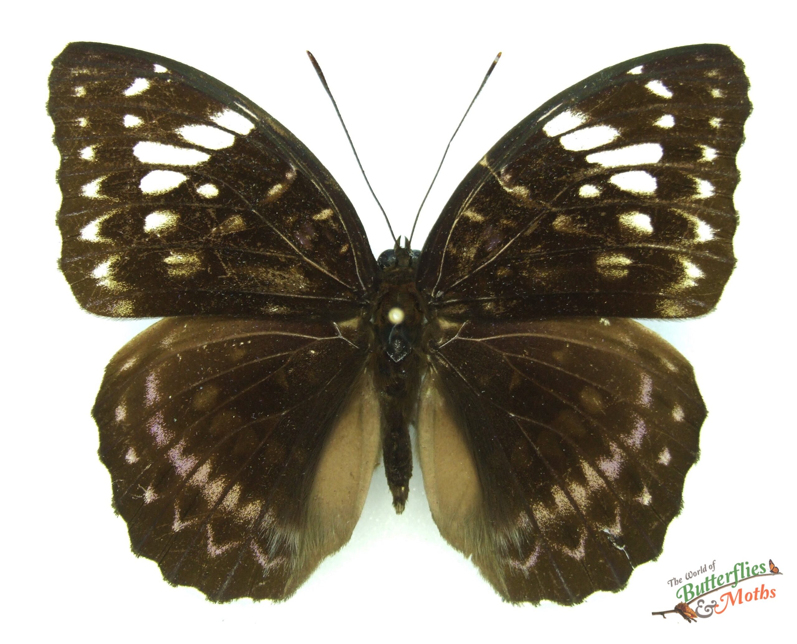 Lexias aeetes satellita The Archduke SULAWESI - World of Butterflies ...