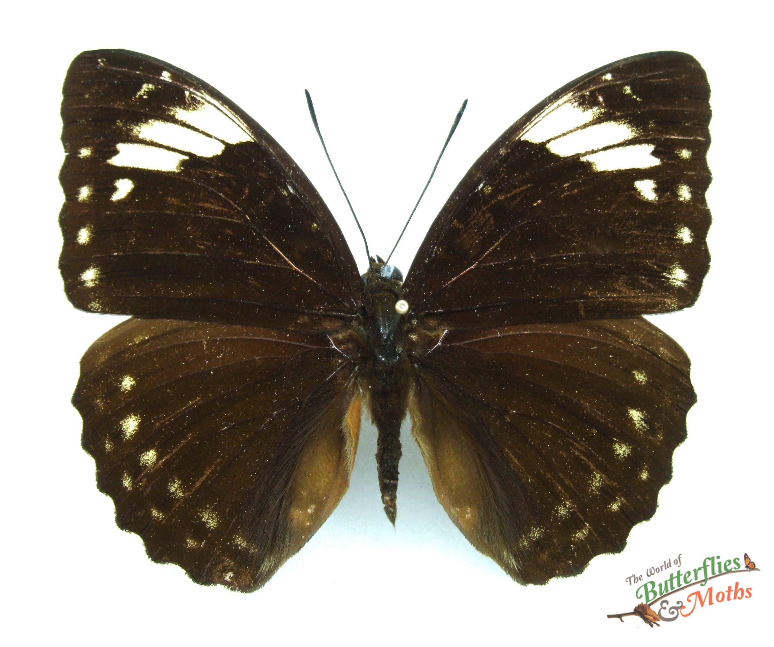 Lexias aeetes satellita The Archduke SULAWESI - World of Butterflies ...