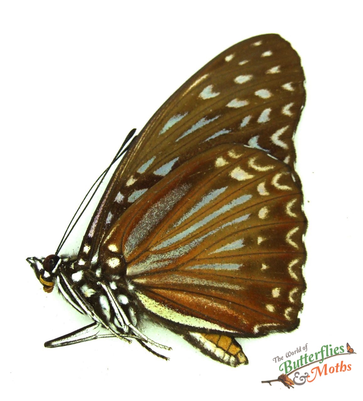 Hestina (Hestinalis) nama carolinae SUMATRA - World of Butterflies and ...