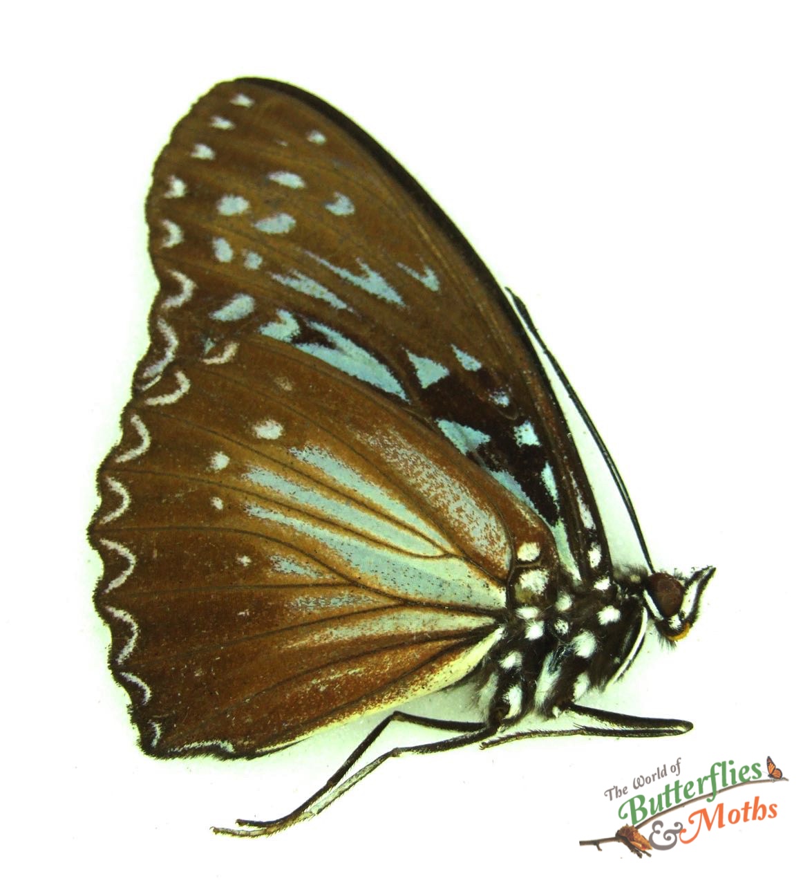 Hestina (Hestinalis) nama nama THAILAND - World of Butterflies and Moths