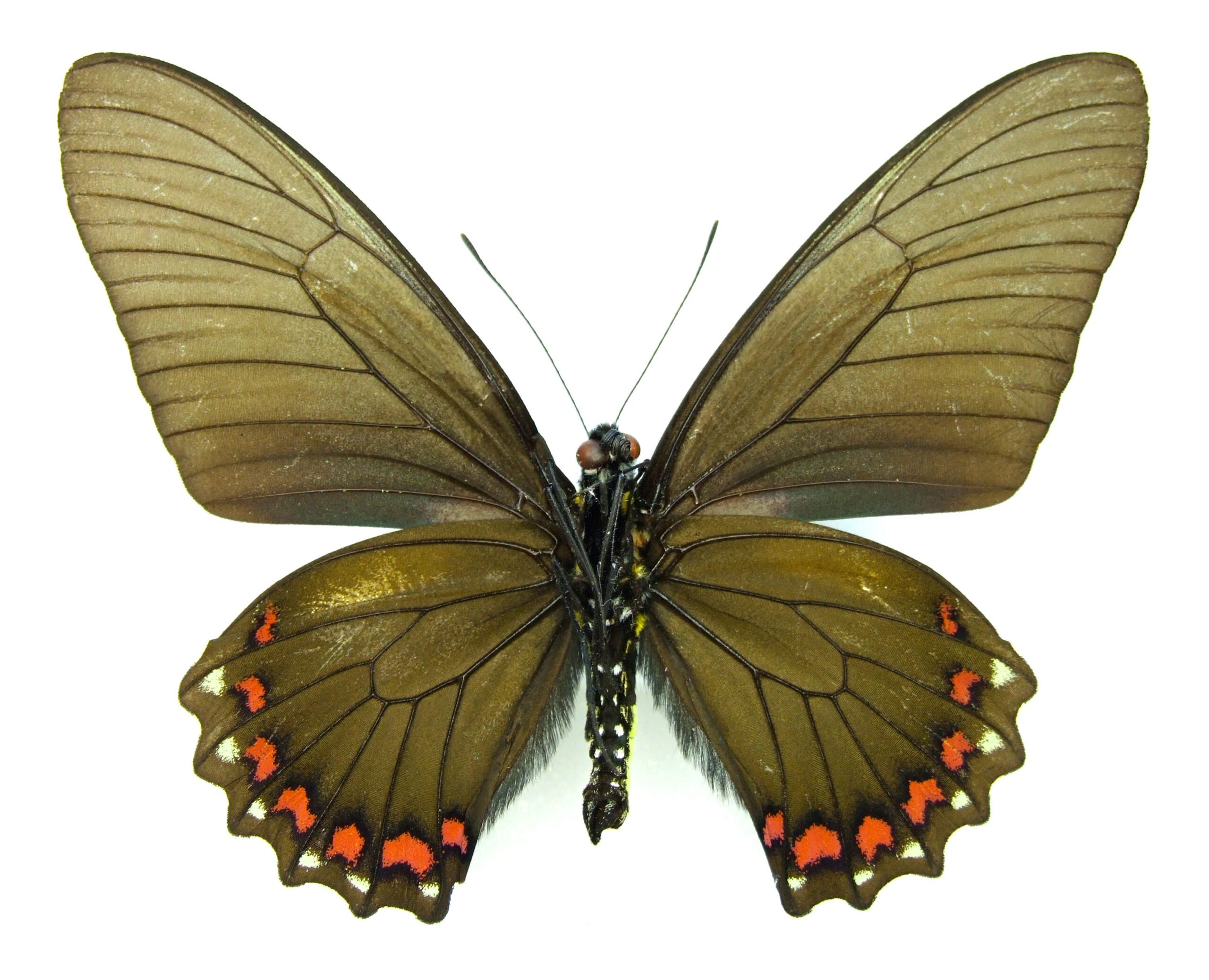 Battus Belus Swallowtail PERU: Beautiful Butterfly Specimen